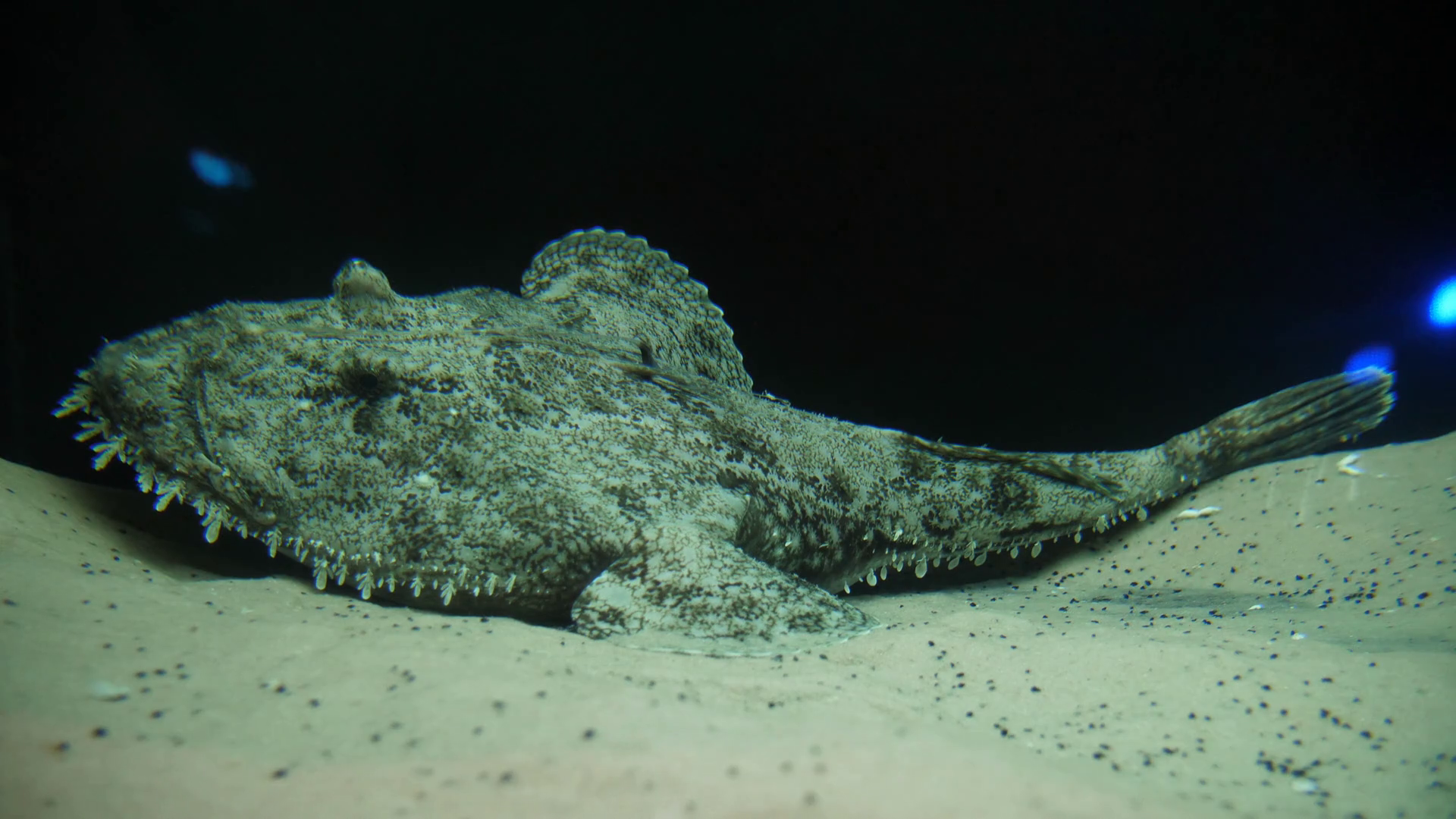 Monkfish Anglerfish Lophius Underwater On Stock Footage SBV-336448751 ...