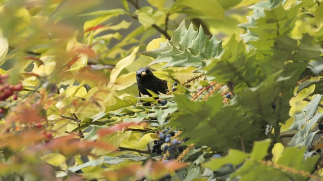 Bird Eating Butterfly Stock Footage: Royalty-Free Video Clips - Storyblocks