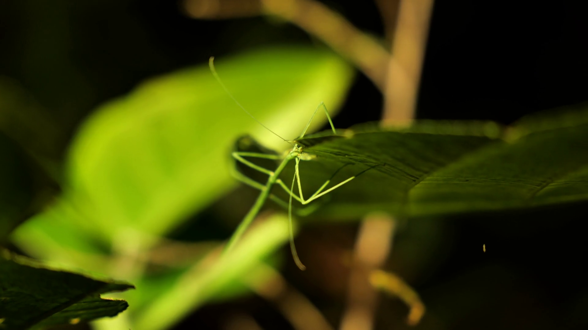 Green Phasmatodea Pijnackeria Hispanica On Stock Footage SBV-346849985 ...