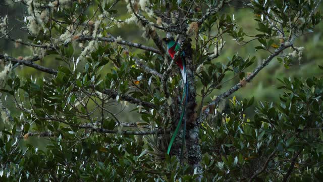 4k Birdwatching Videos Stock Footage: Royalty-Free Video Clips ...