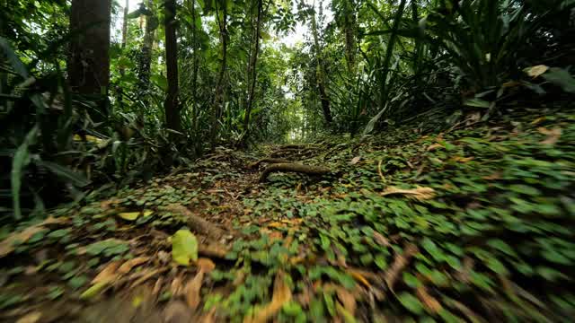 Nature Loop Stock Video Clips & Footage - Storyblocks