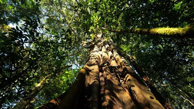 Malaysia Tree Stock Footage: Royalty-Free Video Clips - Storyblocks