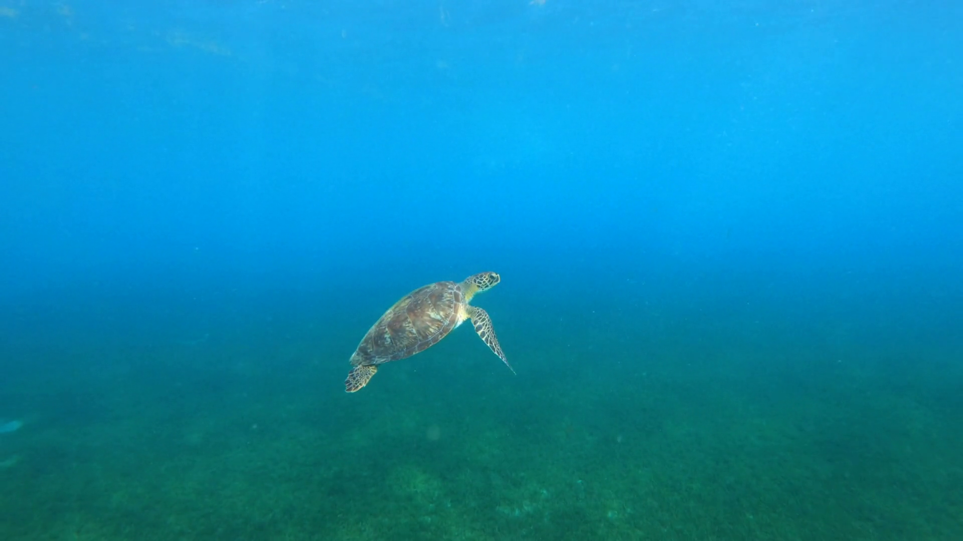 Turtle Swimming In Sea Slow Motion Anse Stock Footage SBV-338831266 ...