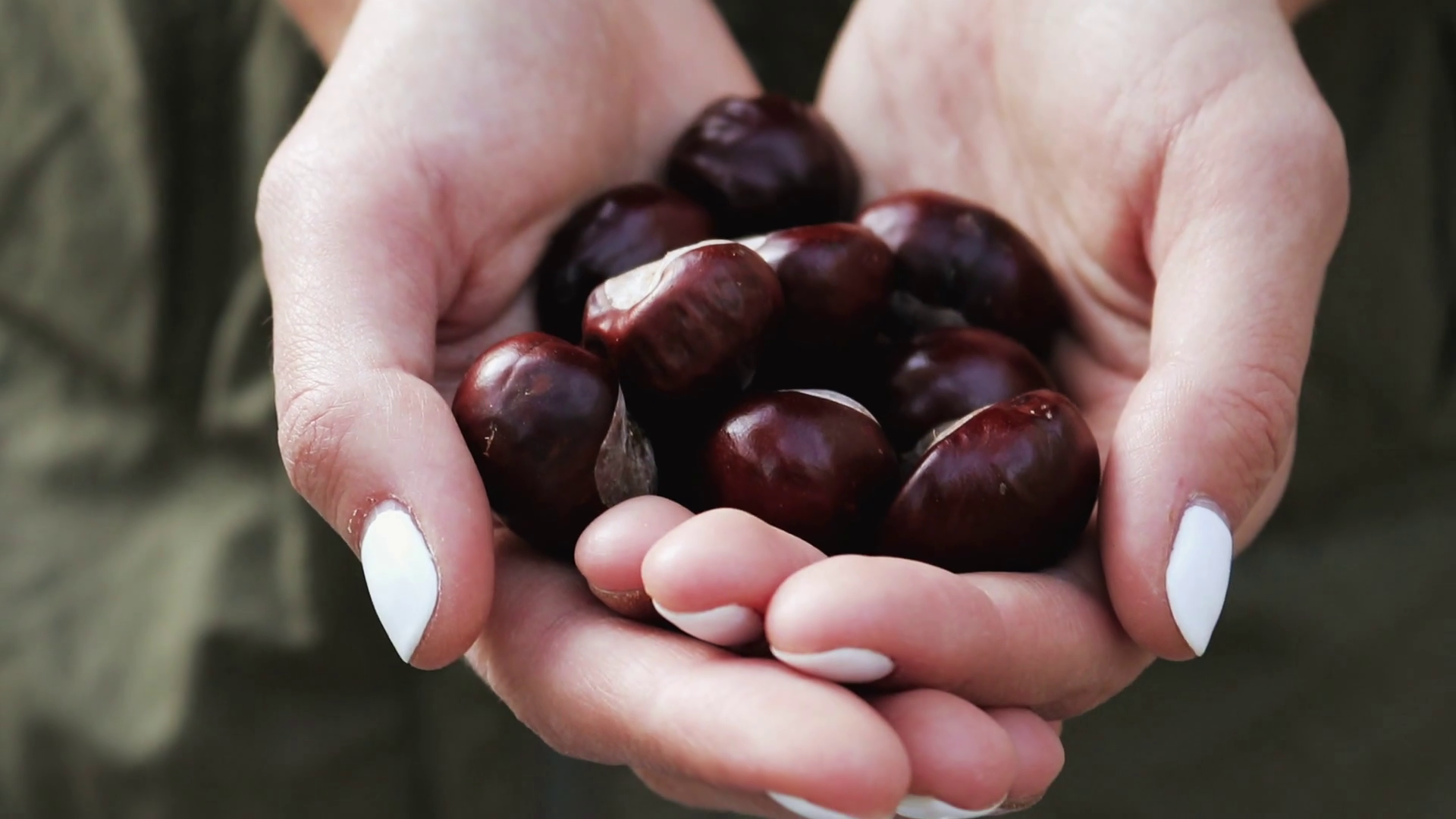 Harvested chestnuts in female hands Stock Video Footage 00:15 SBV ...