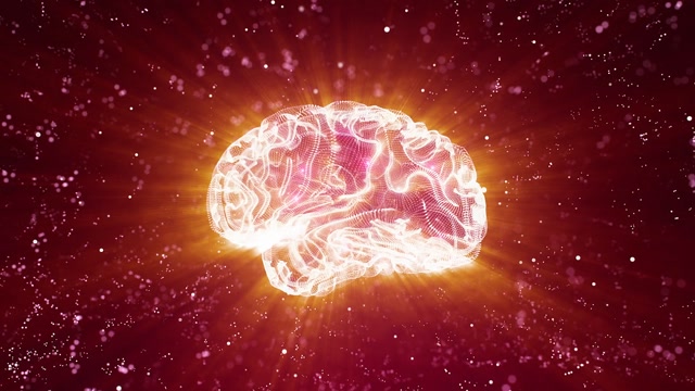 Brain Anatomy Stock Footage: Royalty-Free Video Clips - Storyblocks