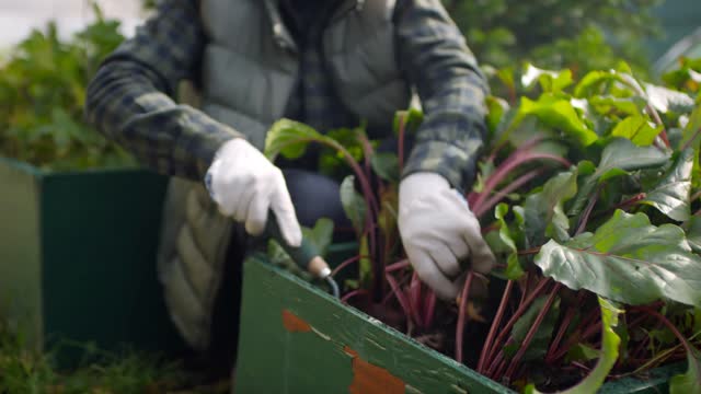 Digging With Hands Stock Footage: Royalty-Free Video Clips - Storyblocks