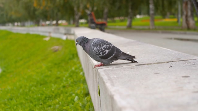 Concrete Edging Stock Footage: Royalty-Free Video Clips - Storyblocks