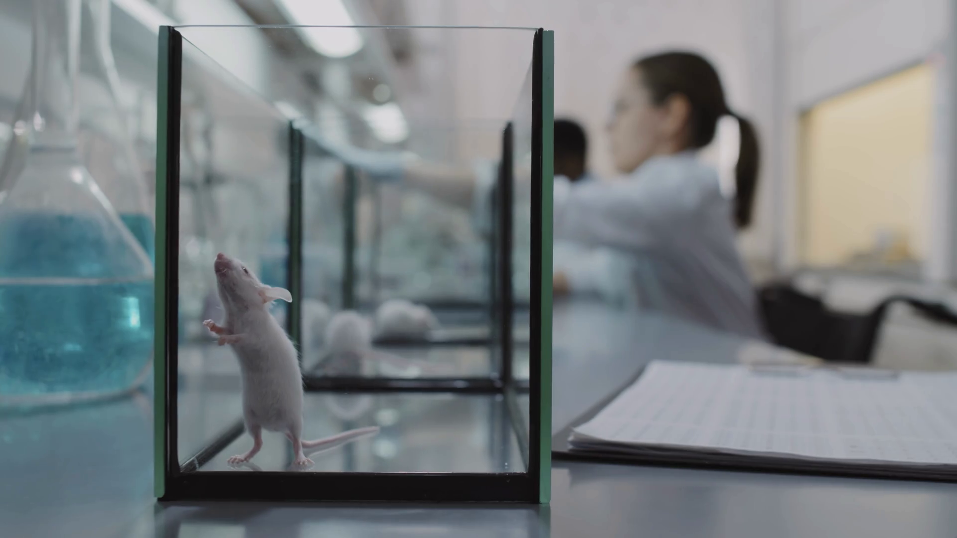 Close Up Shot Of White Rat In Glass Tank In Stock Footage SBV-346573141 ...