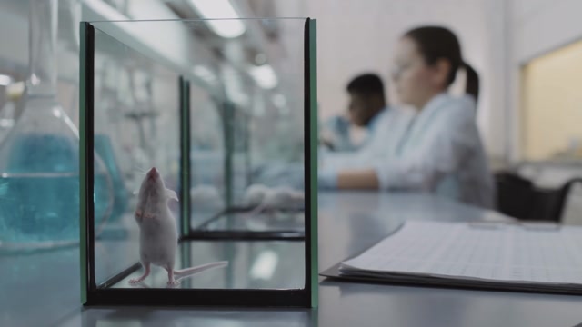 Laboratory Mouse Stock Footage: Royalty-Free Video Clips - Storyblocks