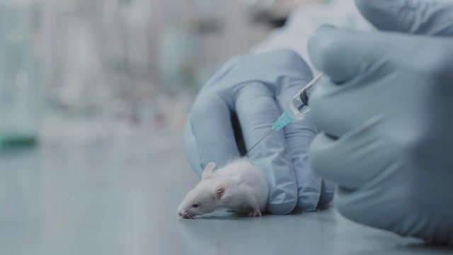 Lab Mice Stock Footage: Royalty-Free Video Clips - Storyblocks