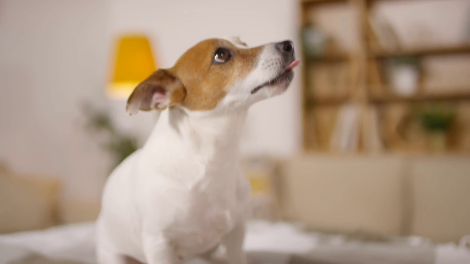 Adorable Jack Russell Terrier Begging Treat Stock Footage SBV-338359551 ...