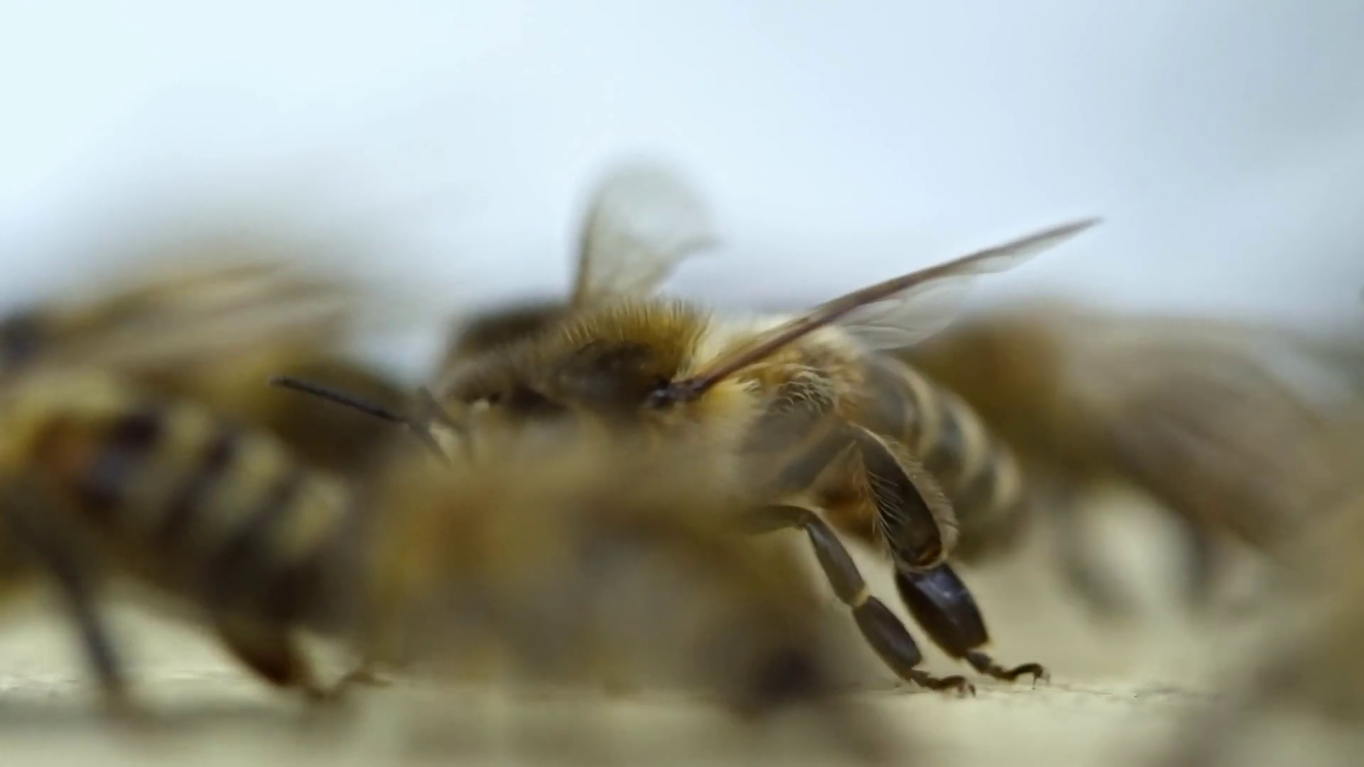 Macro Shot Of Honey Bees Walking On Surface Stock Footage SBV-317045350 ...