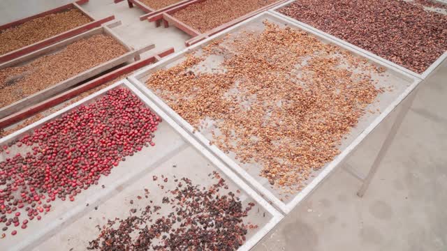 Coffee Drying Stock Footage: Royalty-Free Video Clips - Storyblocks