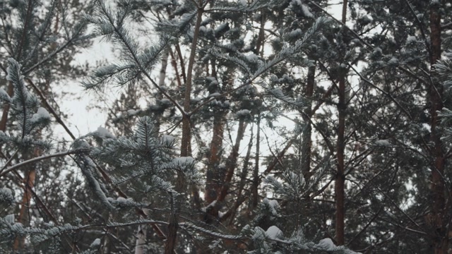 Winter Snow Falling On Pine Trees Stock Footage: Royalty-Free Video Clips - Storyblocks