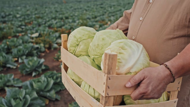 Cabbage | People stock footage - Storyblocks