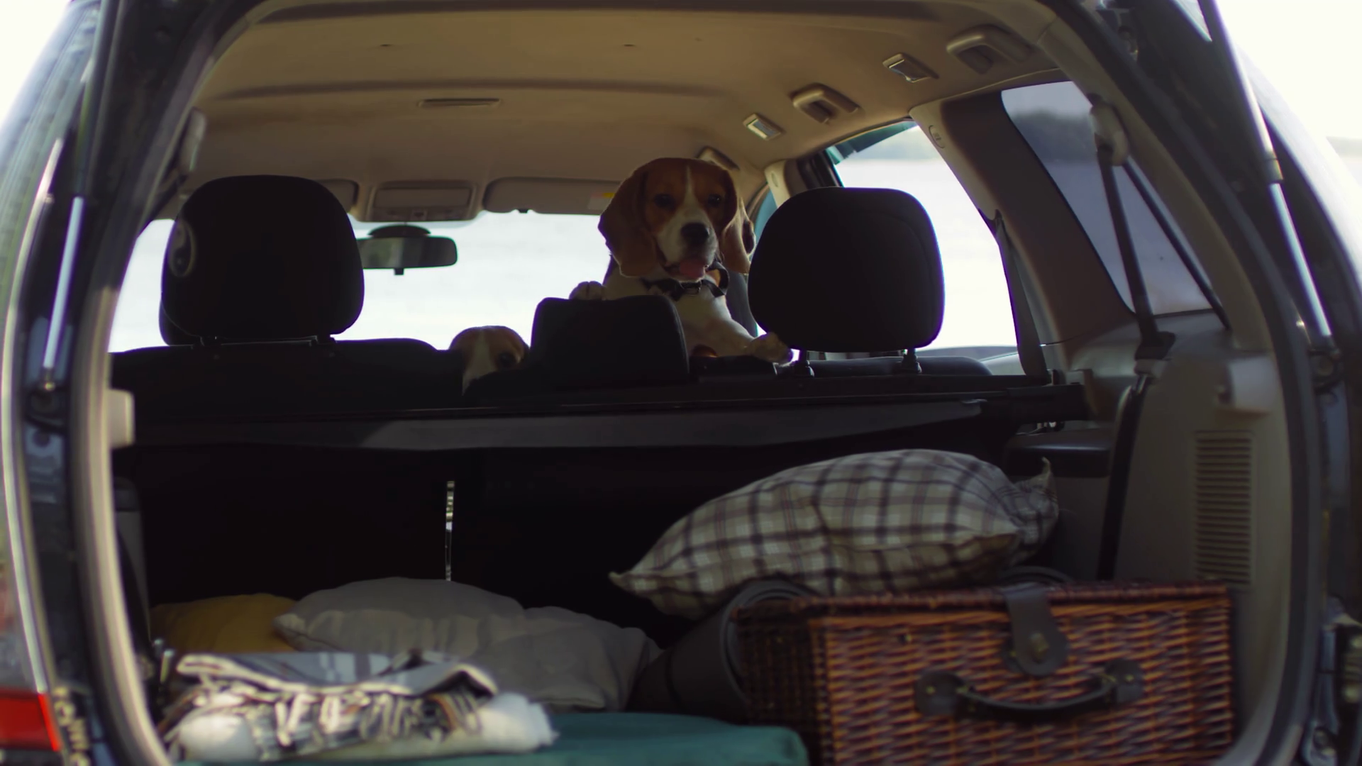 View Of Two Cute Beagle Dogs In Car Watching Stock Footage SBV ...