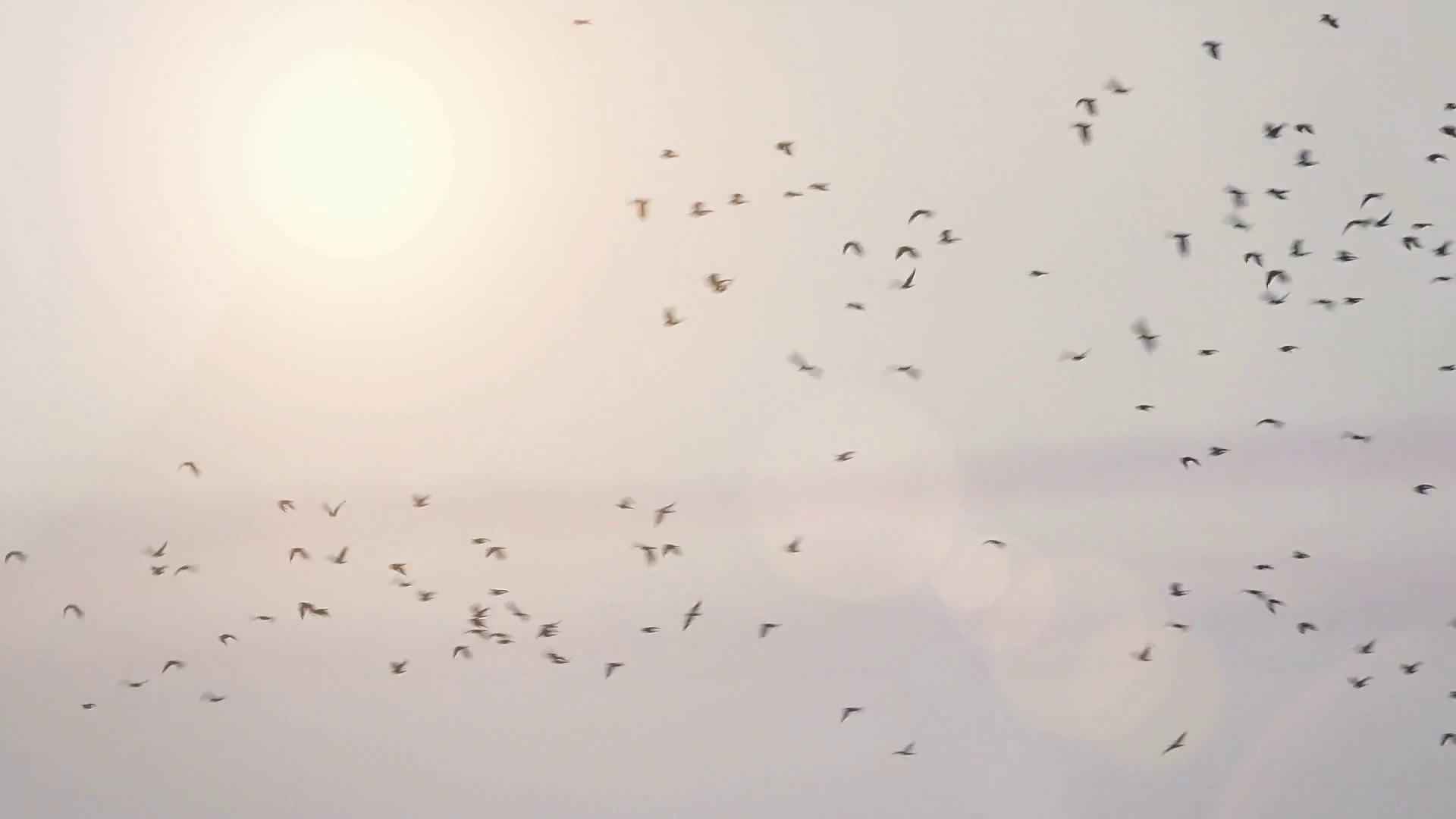 Birds Flying In Blue Sky Tranquil Background Stock Footage SBV ...