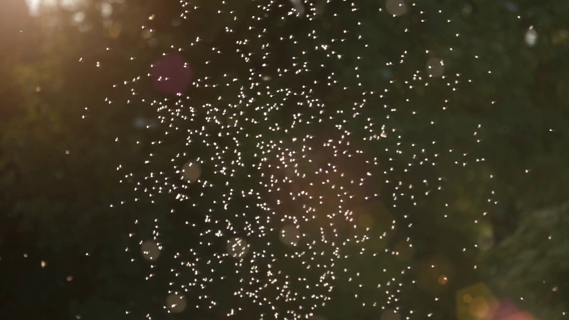 Warm Of Insects In Sunlight With Dark Stock Footage SBV-338070395 ...