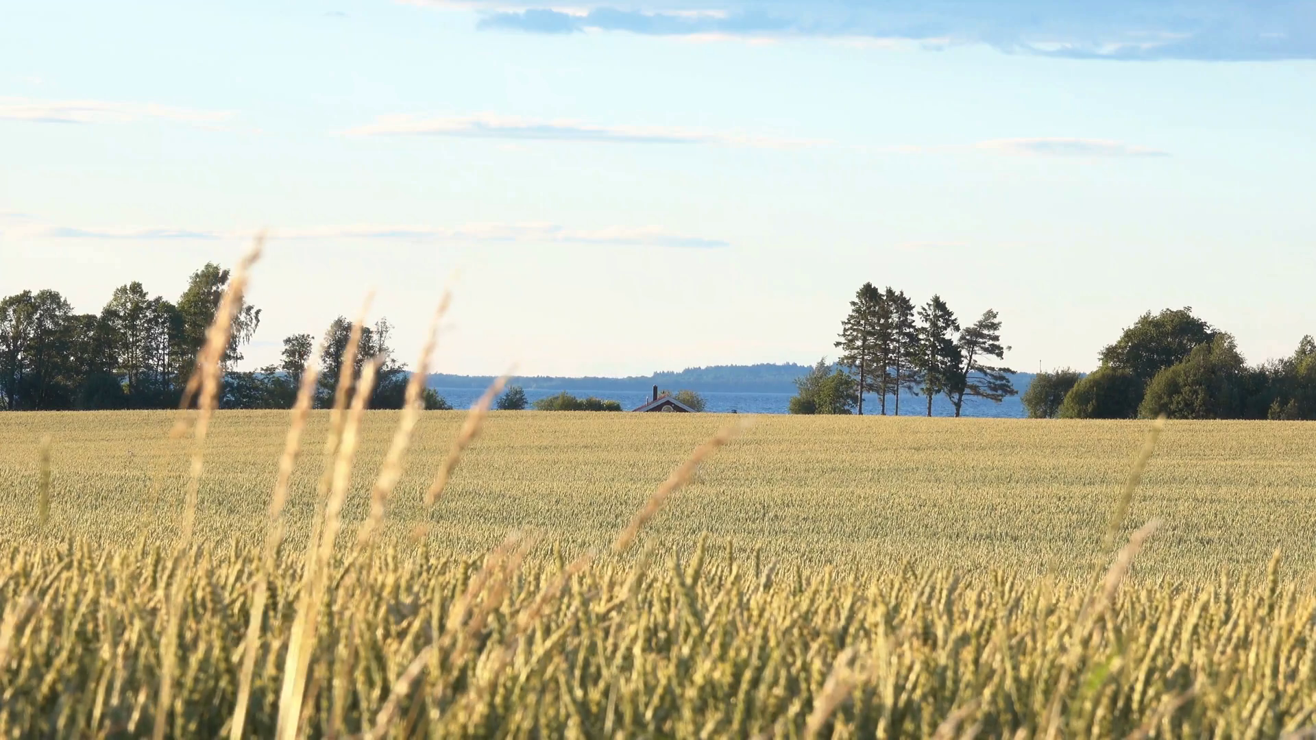 Wheat Field With Crops Growing In Sunlight Stock Footage SBV-337926615 ...