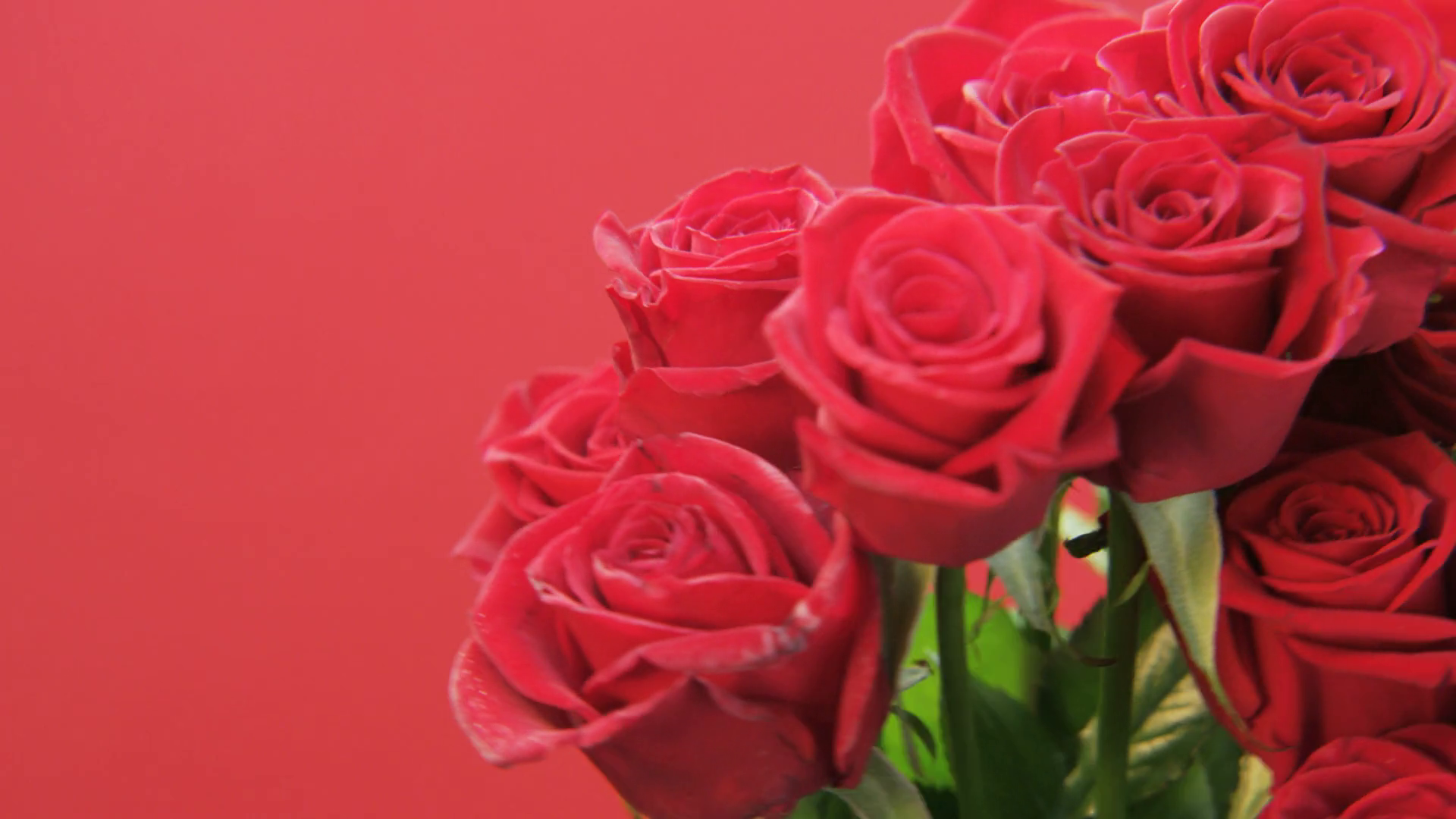 Red Roses Rotating on Red Background Stock Video Footage 00:16 SBV ...