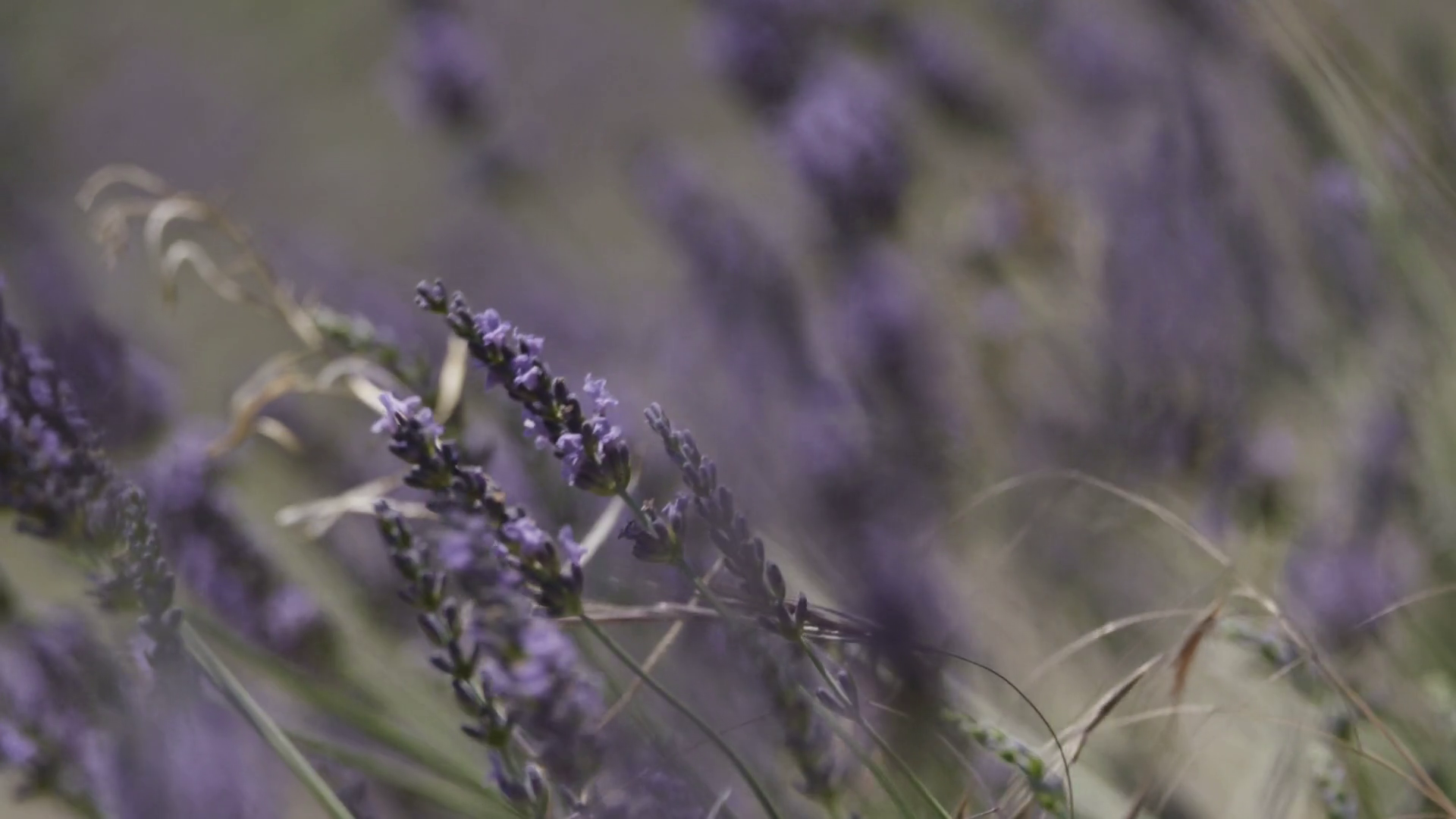 Lavender Moving In Wind In France Close-up Stock Footage SBV-316355181 ...