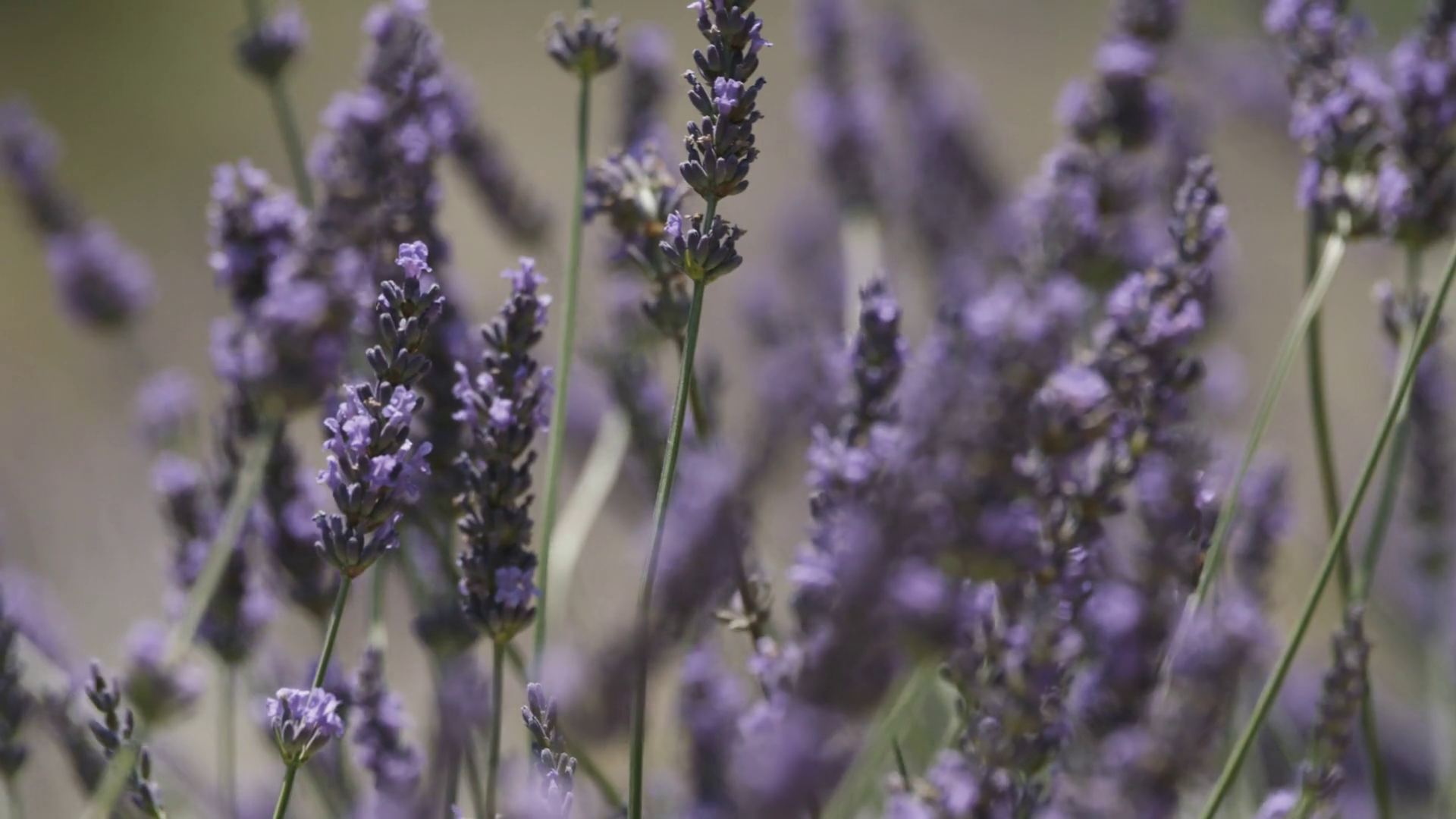 Lavender Moving In Wind In France Close-up Stock Footage SBV-316355337 ...