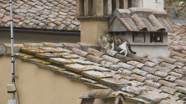 Mouse Climbing Stock Footage: Royalty-Free Video Clips - Storyblocks