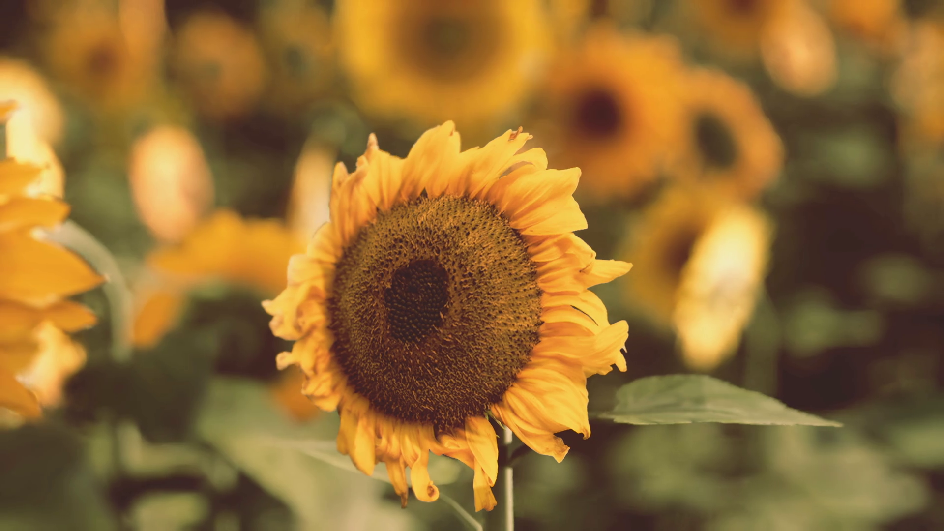 A Vibrant Sunflower Standing Tall In Stock Motion Graphics SBV ...