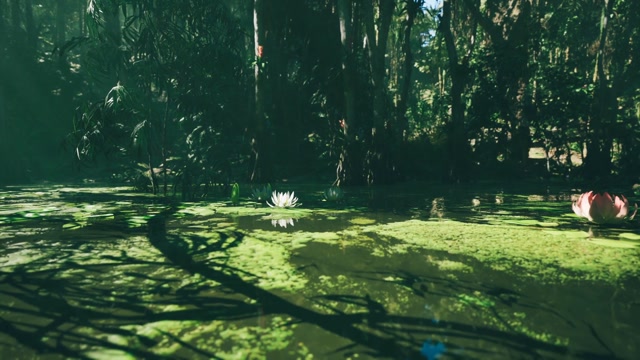 Swamp Dragon Stock Footage: Royalty-Free Video Clips - Storyblocks