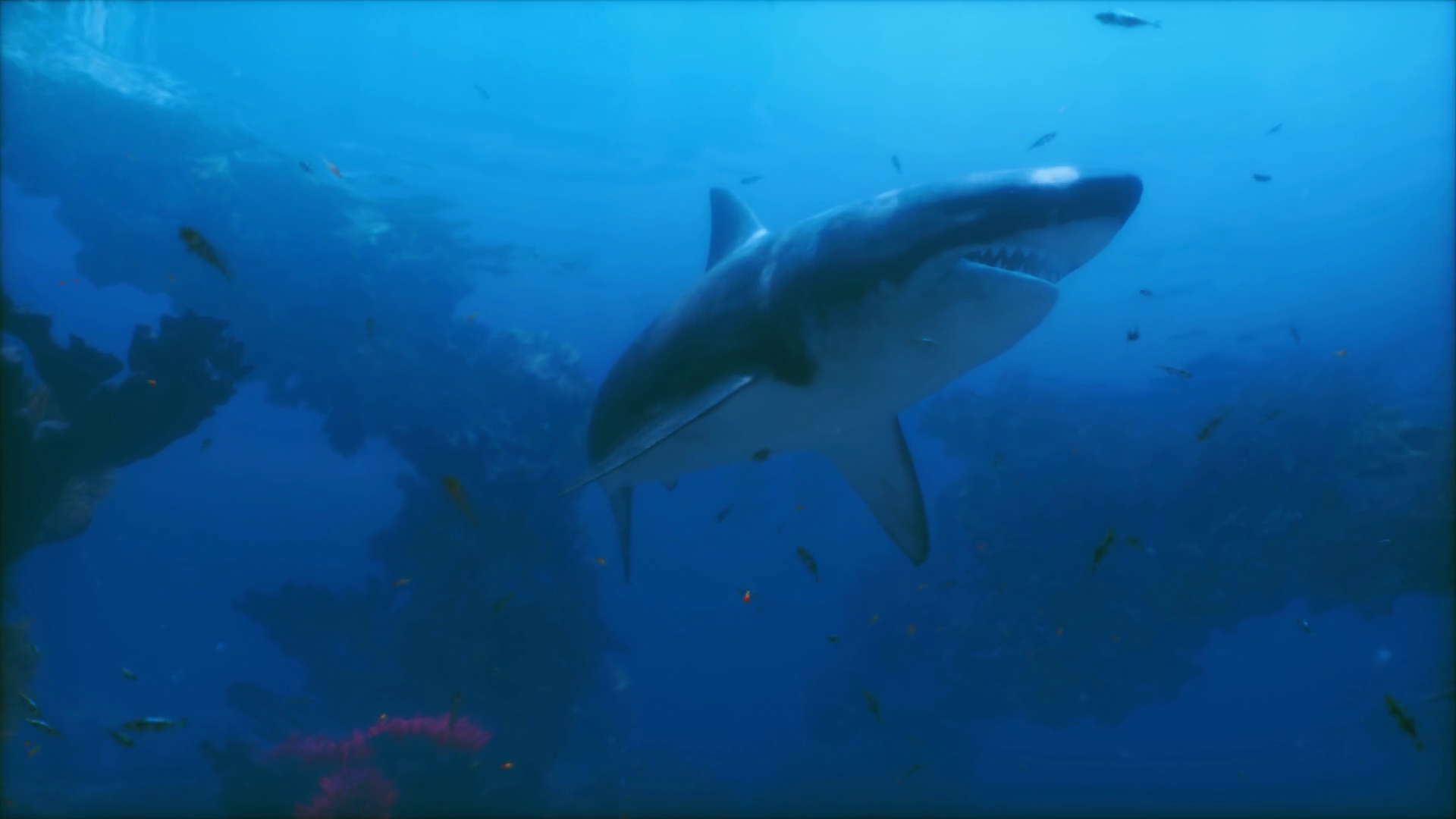 Great White Shark Swimming In Vibrant Coral Stock Motion Graphics SBV ...