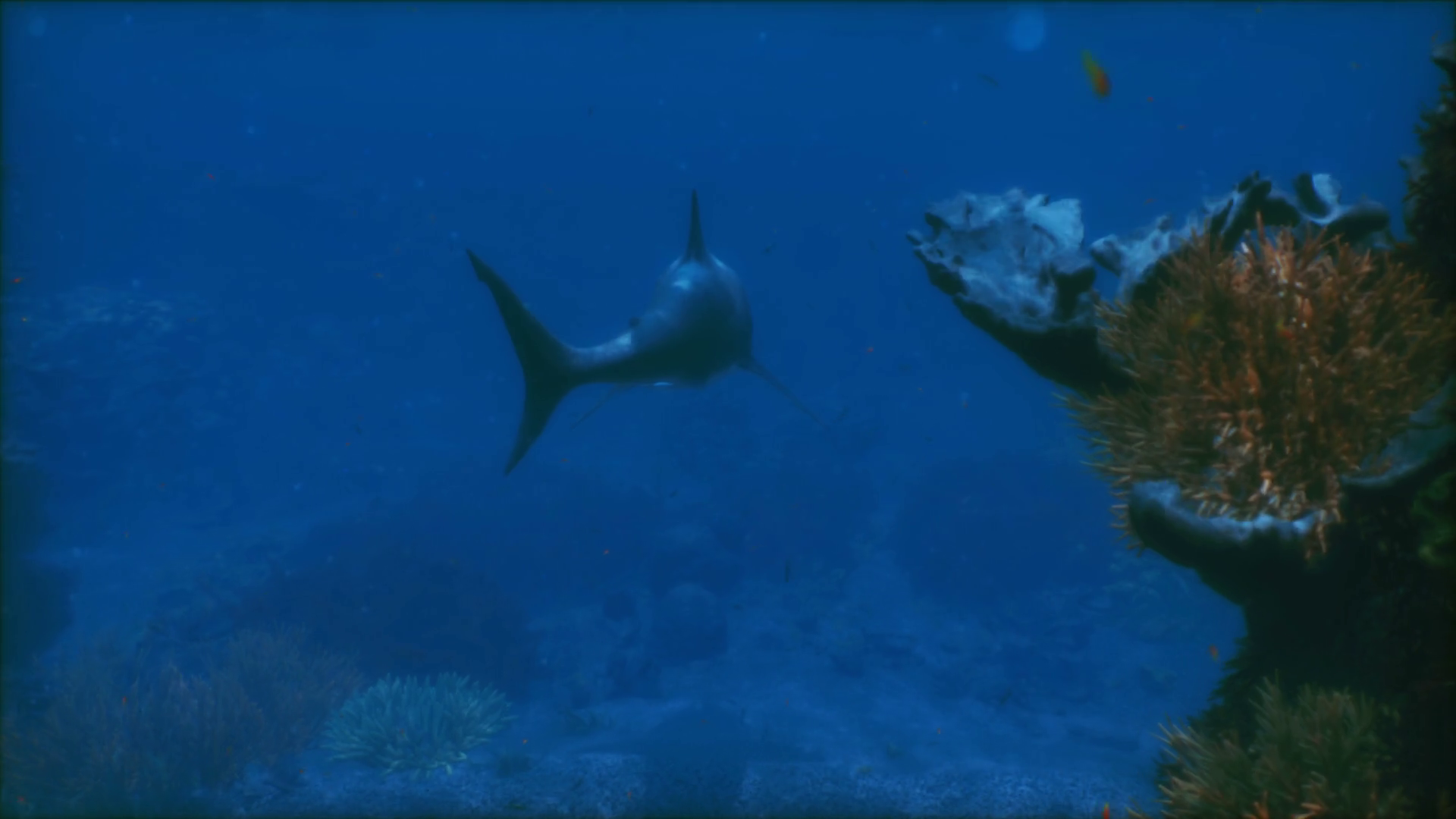 Great White Shark Swimming Near Colorful Stock Motion Graphics SBV ...