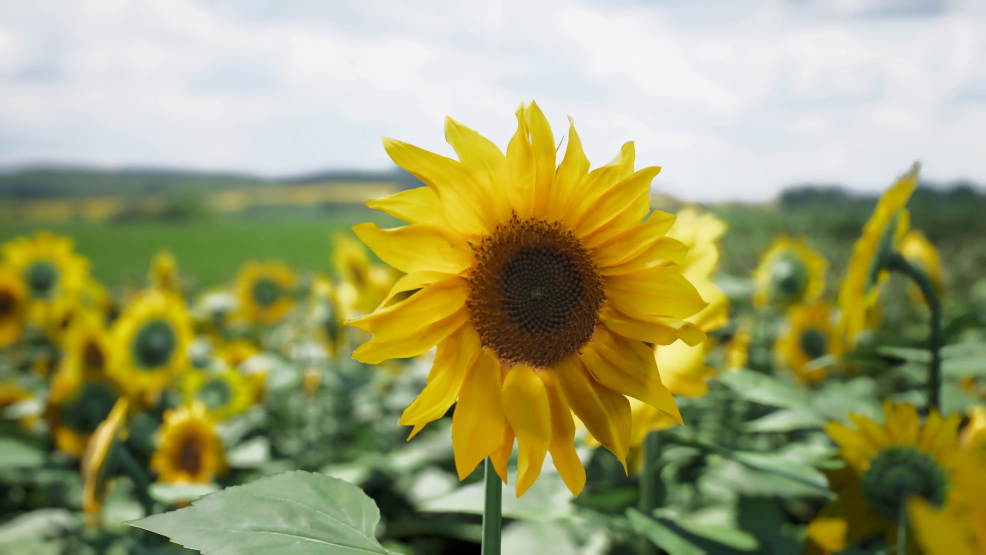 Bright Sunflowers Blooming In Lush Field Stock Motion Graphics SBV ...