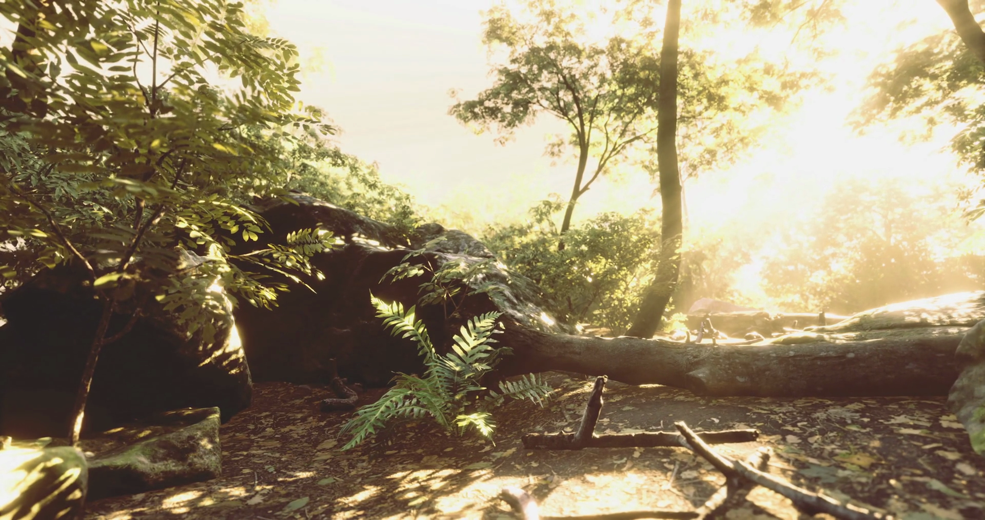 Lush Jungle Landscape Bathed In Sunlight Stock Motion Graphics SBV ...