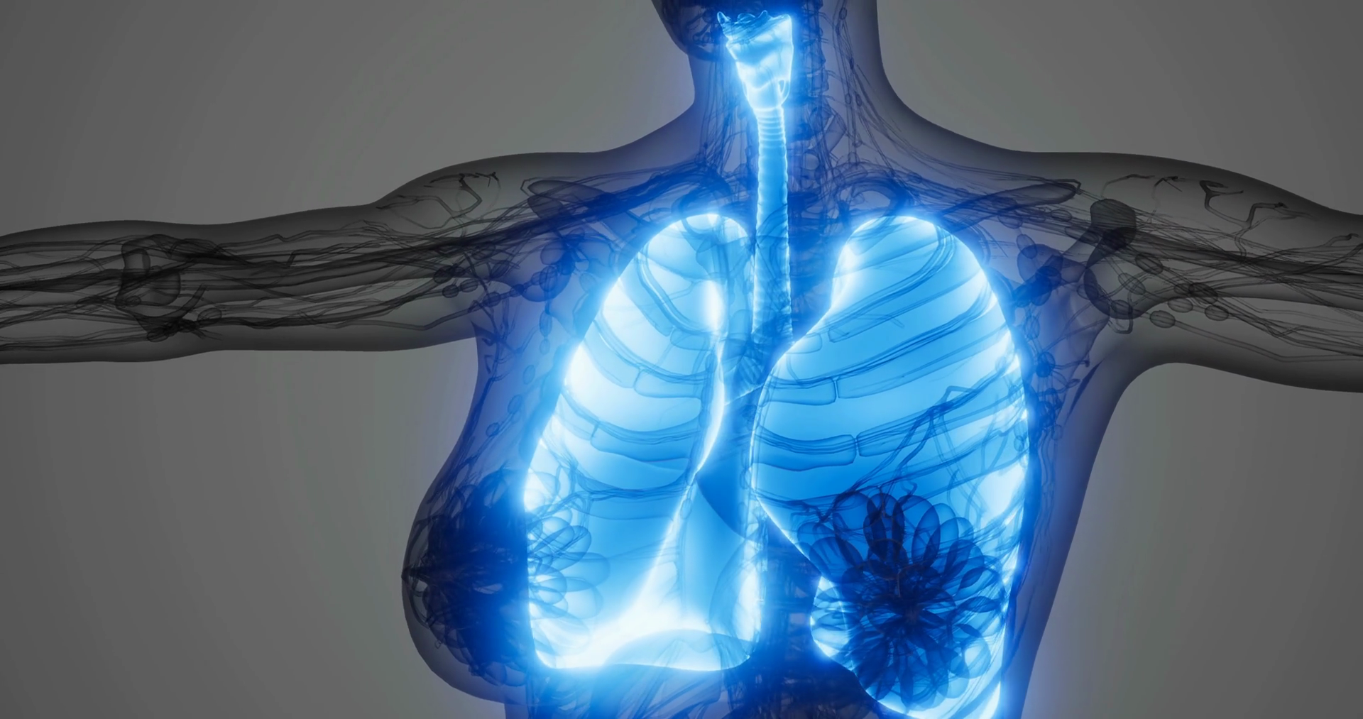 Detailed Visualization Of Human Lung Anatomy Stock Motion Graphics SBV ...