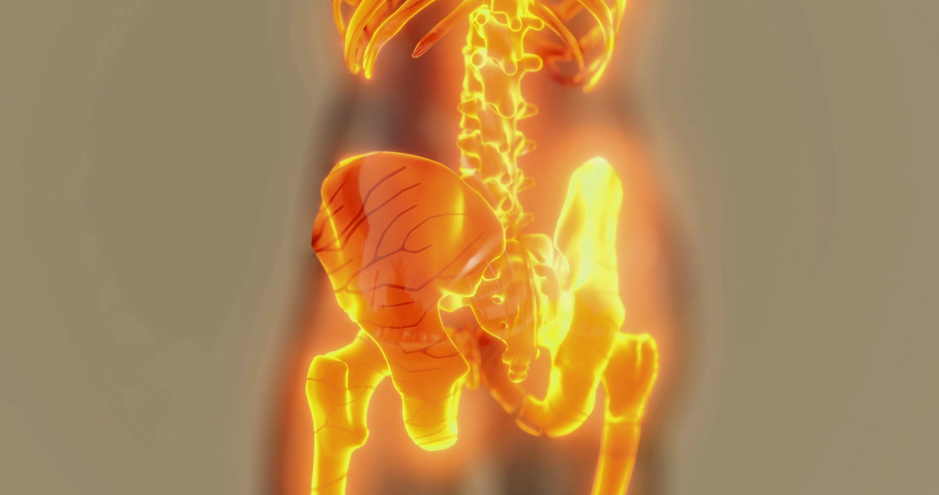 Anatomical Diagram Of Human Skeletal System Stock Motion Graphics SBV ...