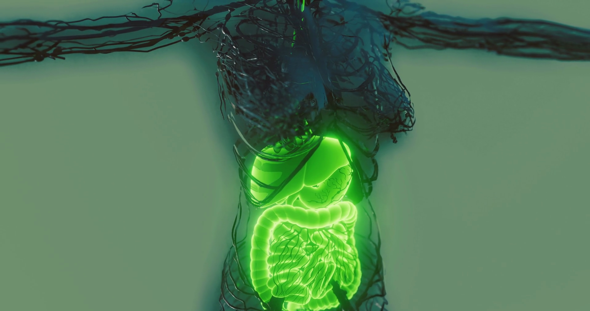 Diagram Illustrating Human Digestive System Stock Motion Graphics SBV ...