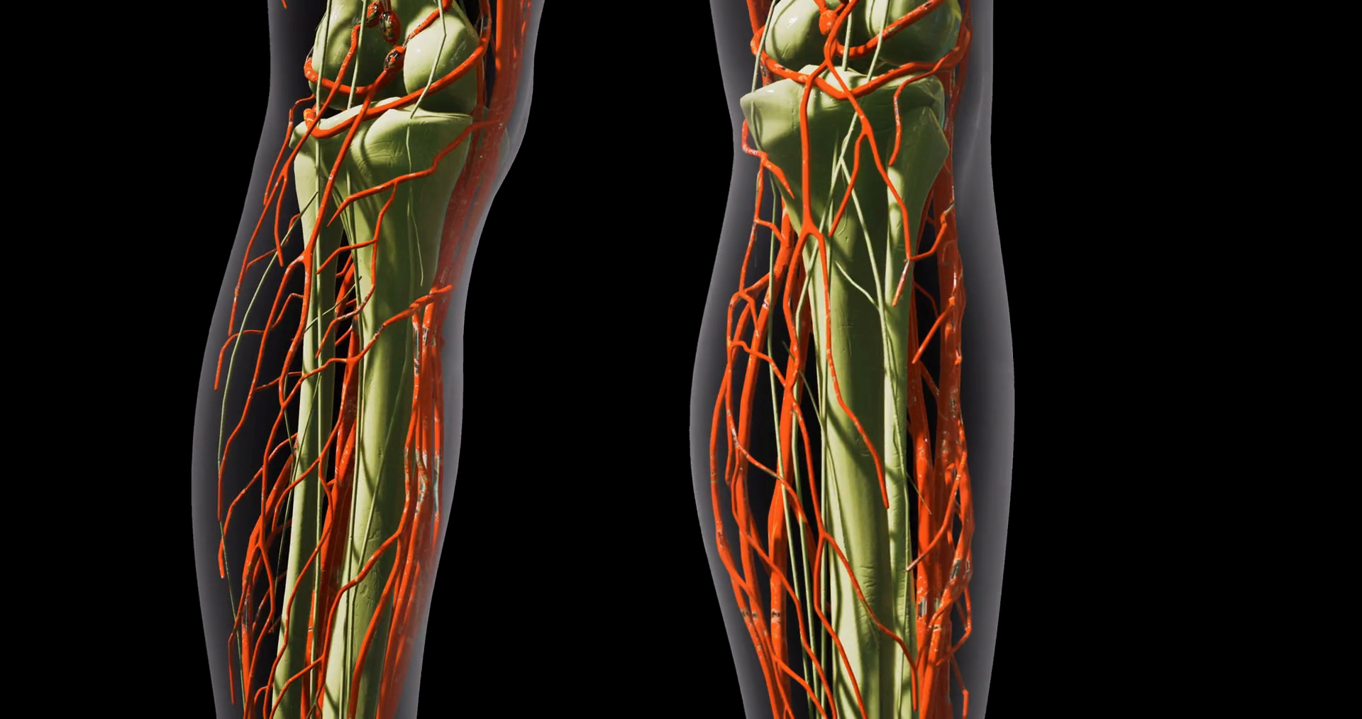 Detailed View Of Human Blood Vessels Veins Stock Motion Graphics SBV ...
