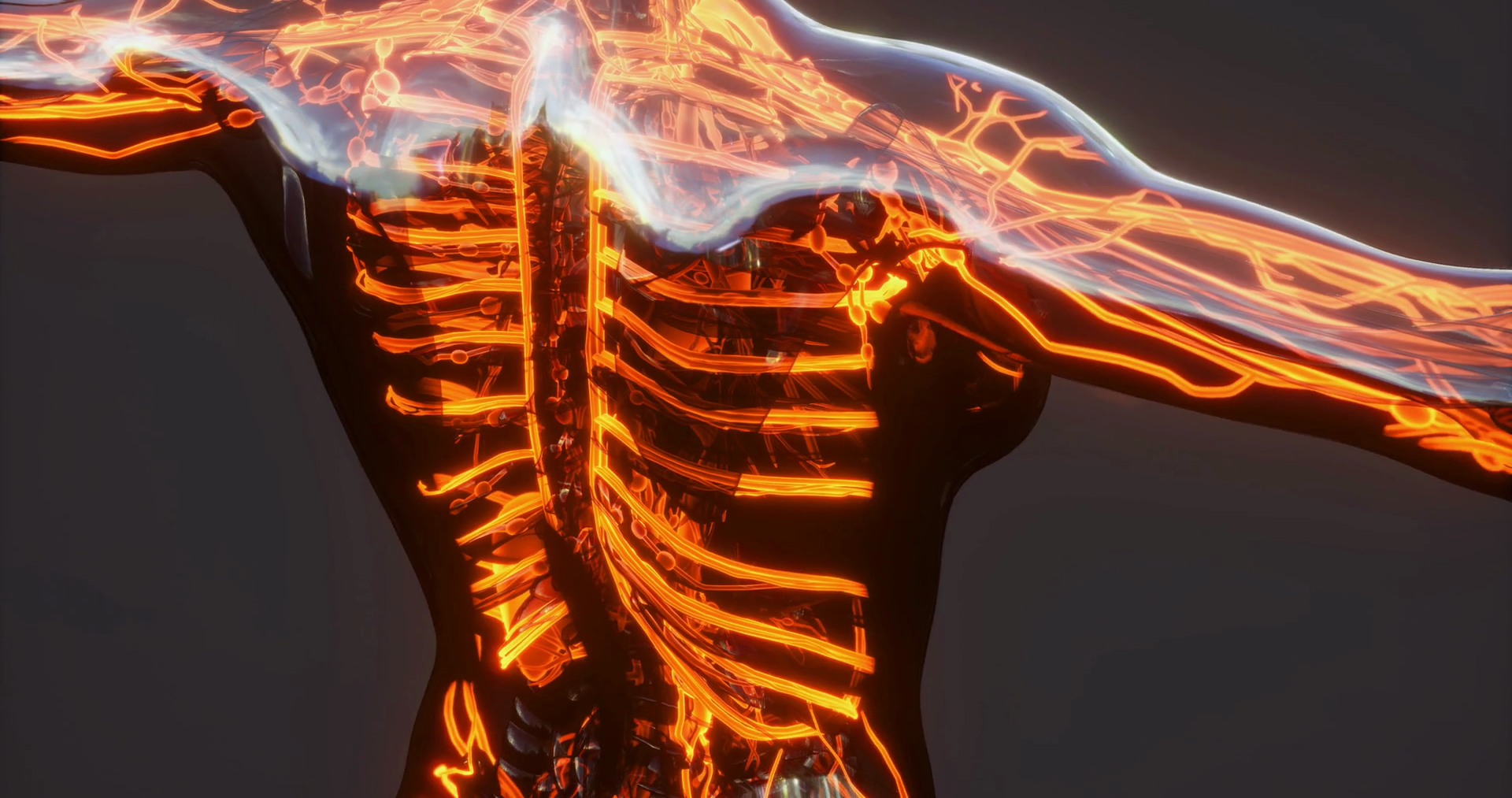 Illustration Of Human Blood Vessels: Veins Stock Motion Graphics SBV ...