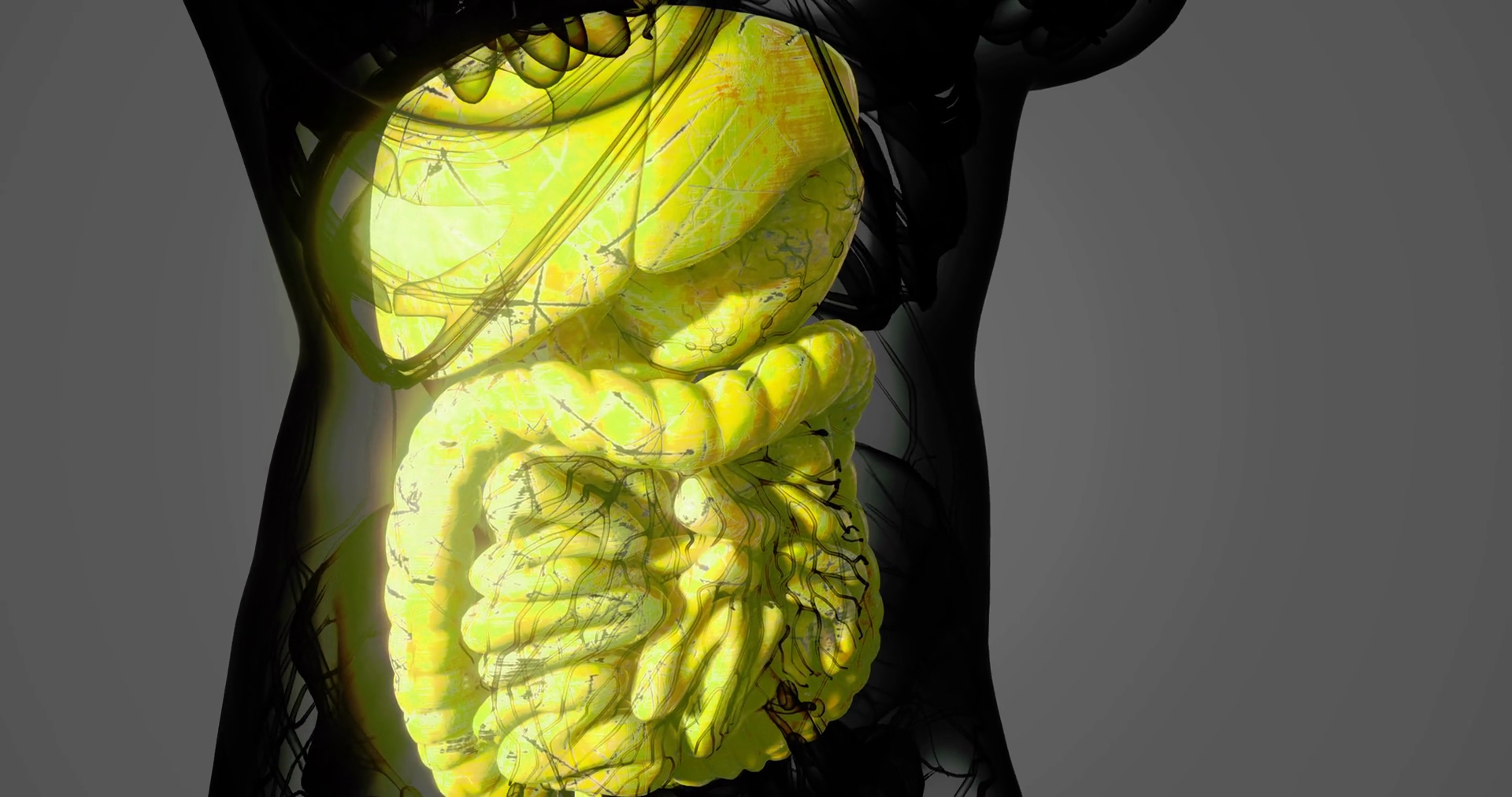 Internal Organs Displayed In Colorful Stock Motion Graphics SBV ...