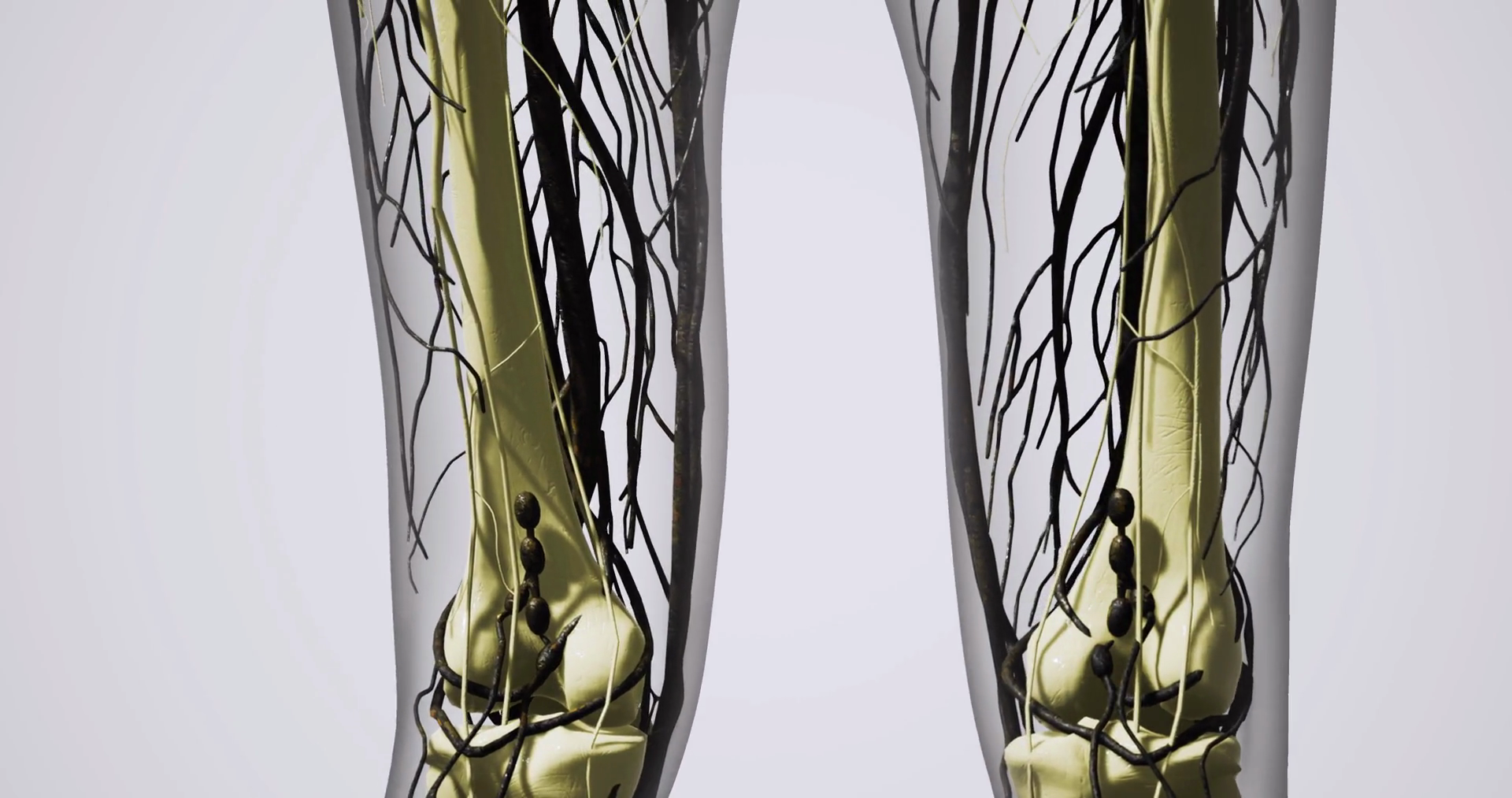 Detailed View Of Blood Vessels In Human Legs Stock Motion Graphics SBV ...