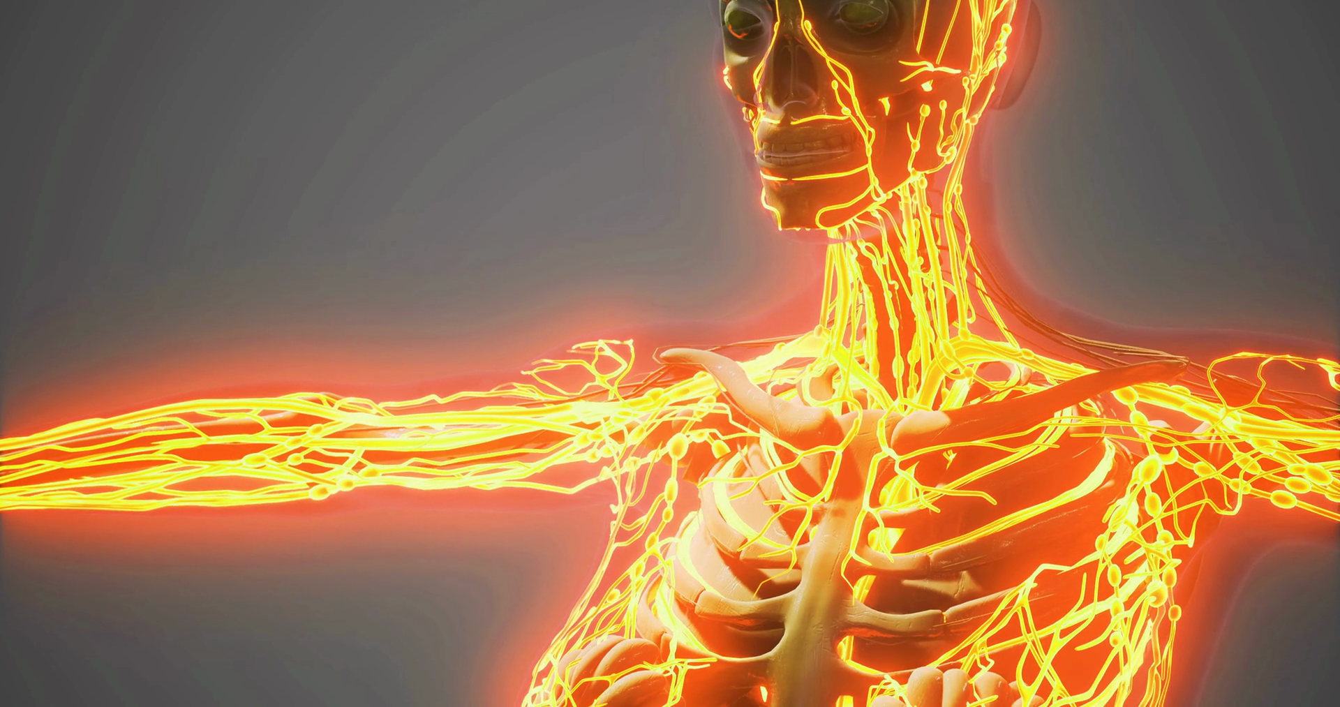 A Detailed Anatomical Representation Of Stock Motion Graphics SBV ...