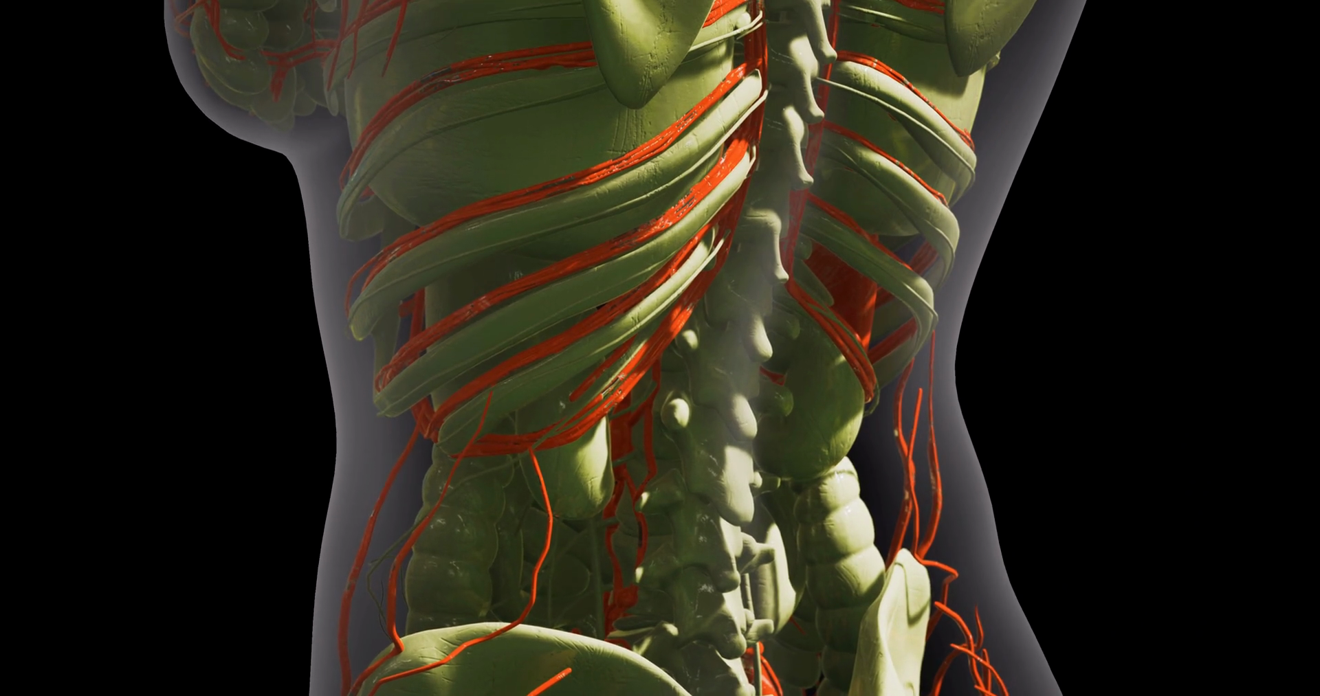 Visual Representation Of Blood Vessels Stock Motion Graphics SBV ...