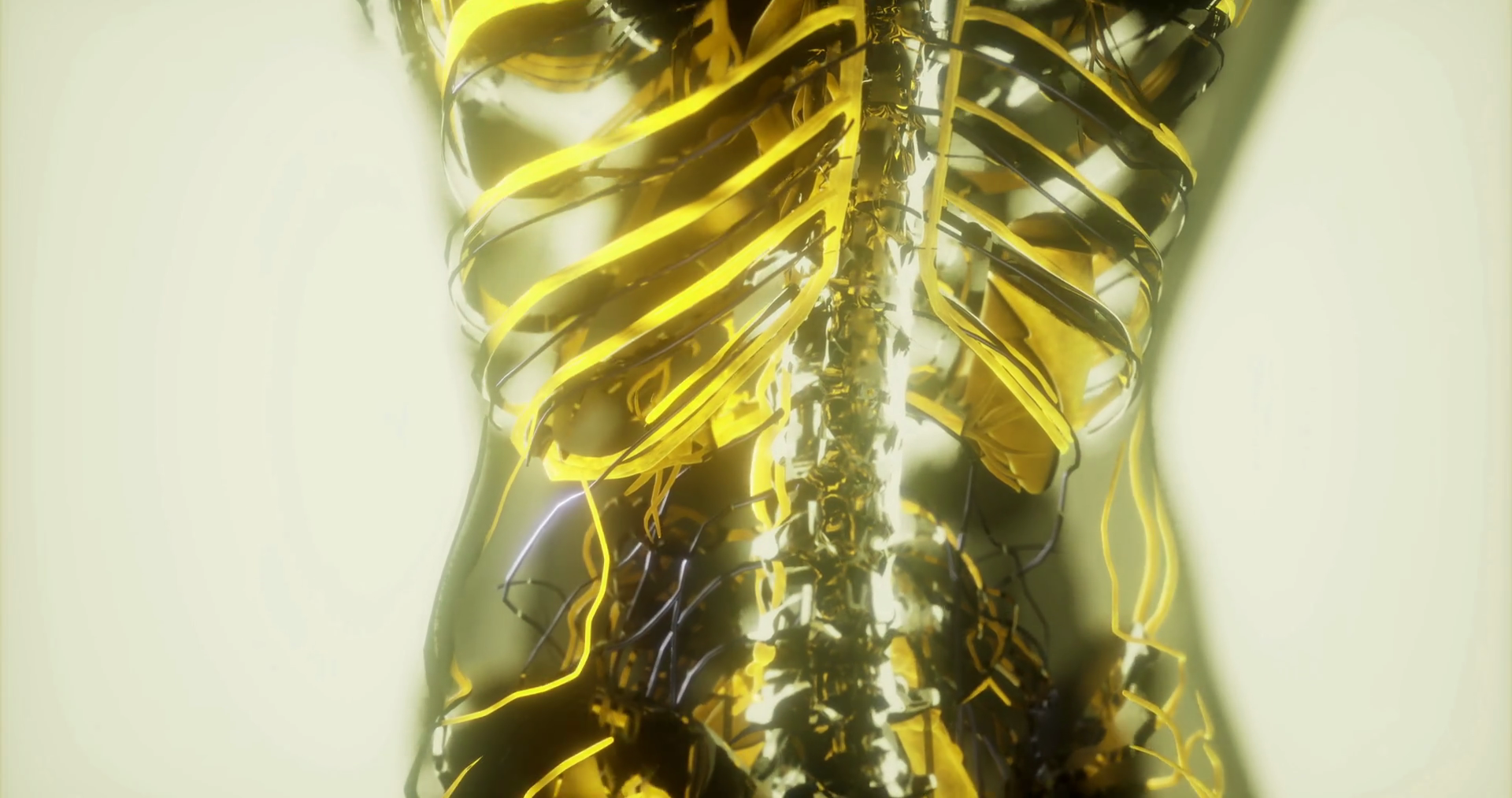 Visual Representation Of Blood Vessels Stock Motion Graphics SBV ...
