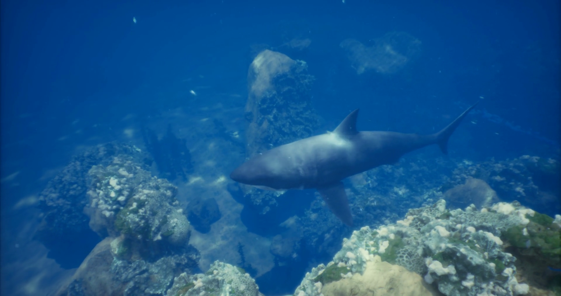 Deep Underwater Exploration Reveals Shark Stock Motion Graphics SBV ...