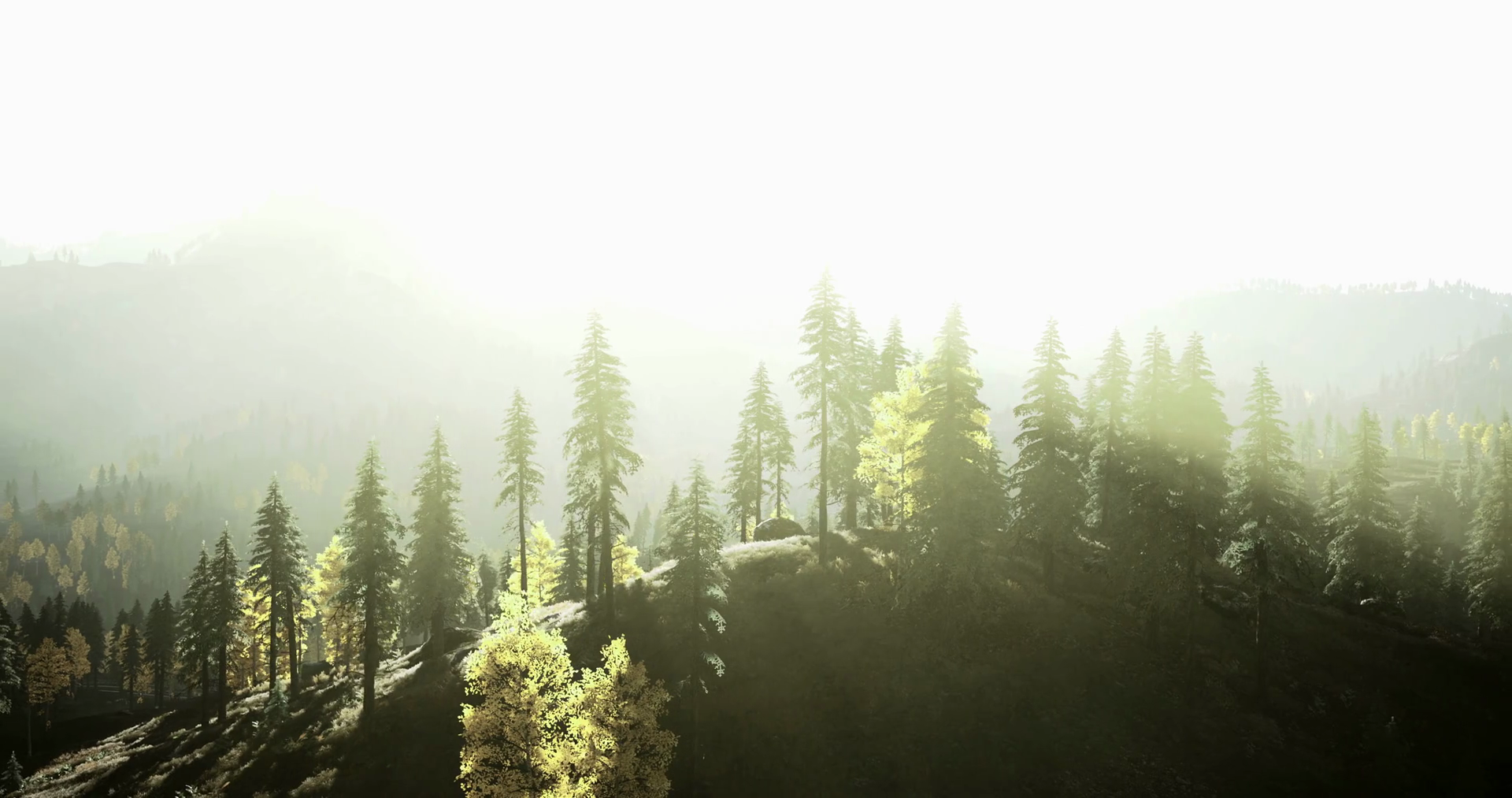 Majestic Forest Landscape Illuminated Soft Stock Motion Graphics SBV ...