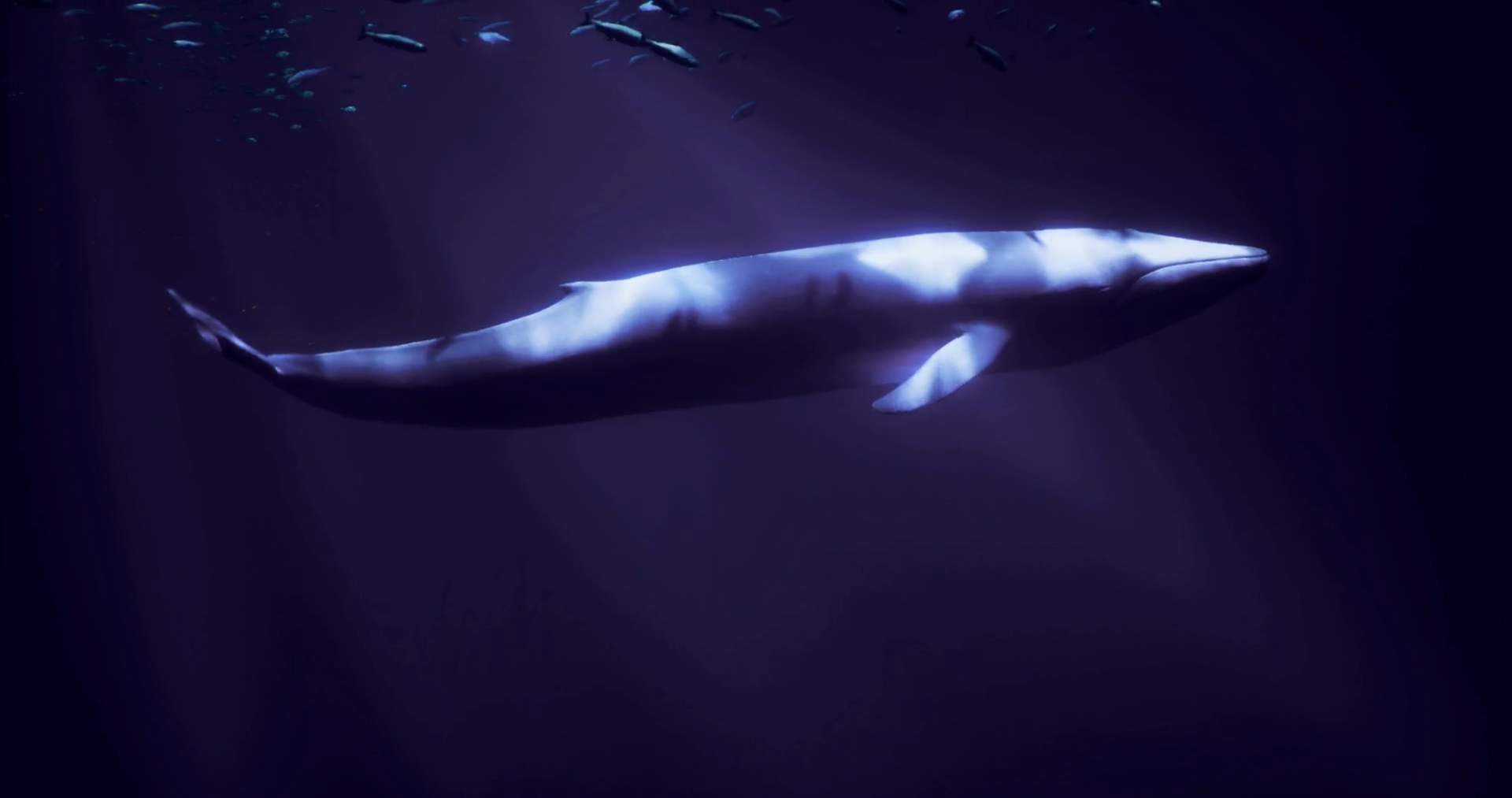 Majestic Whale Gliding Through Deep Ocean Stock Motion Graphics SBV ...