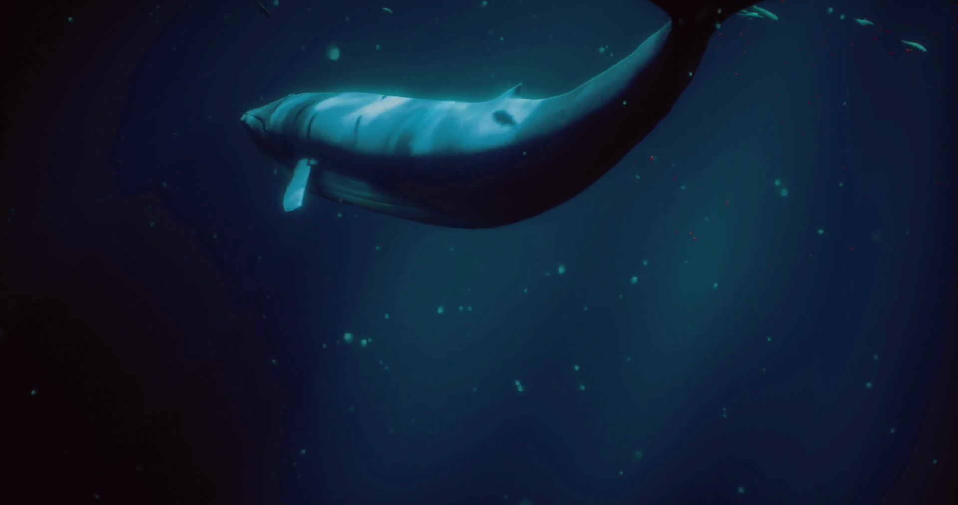 Majestic Whale Gliding Through Deep Ocean Stock Motion Graphics SBV ...