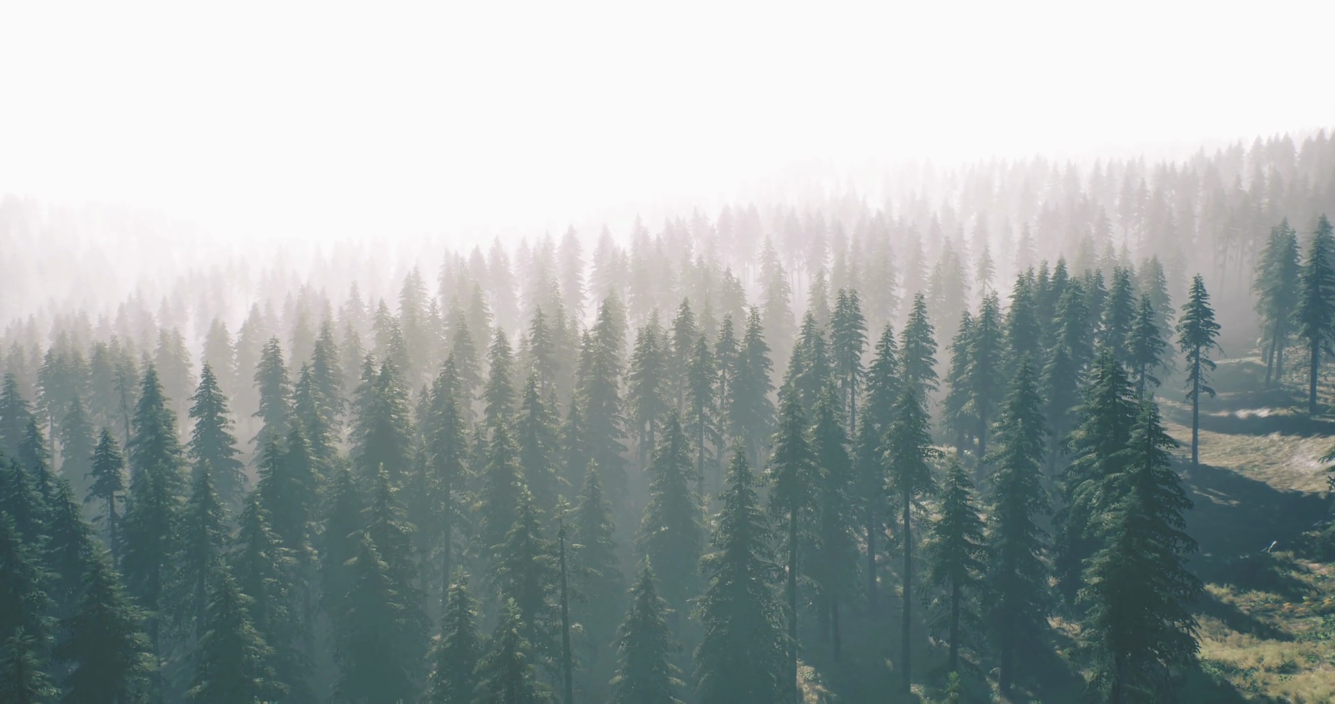 Lush Evergreen Forest Bathed In Soft Morning Stock Motion Graphics SBV ...
