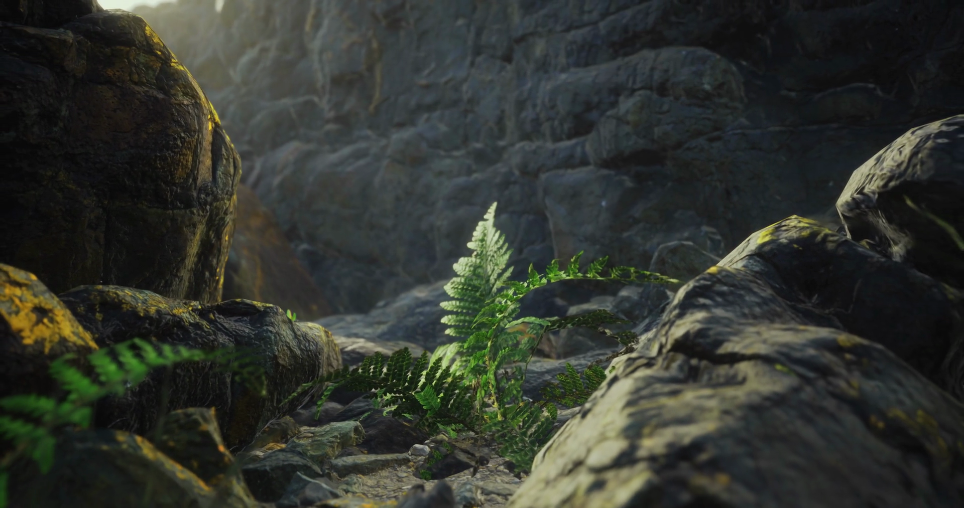 Lush Green Fern Growing Among Rocky Terrain Stock Motion Graphics SBV ...