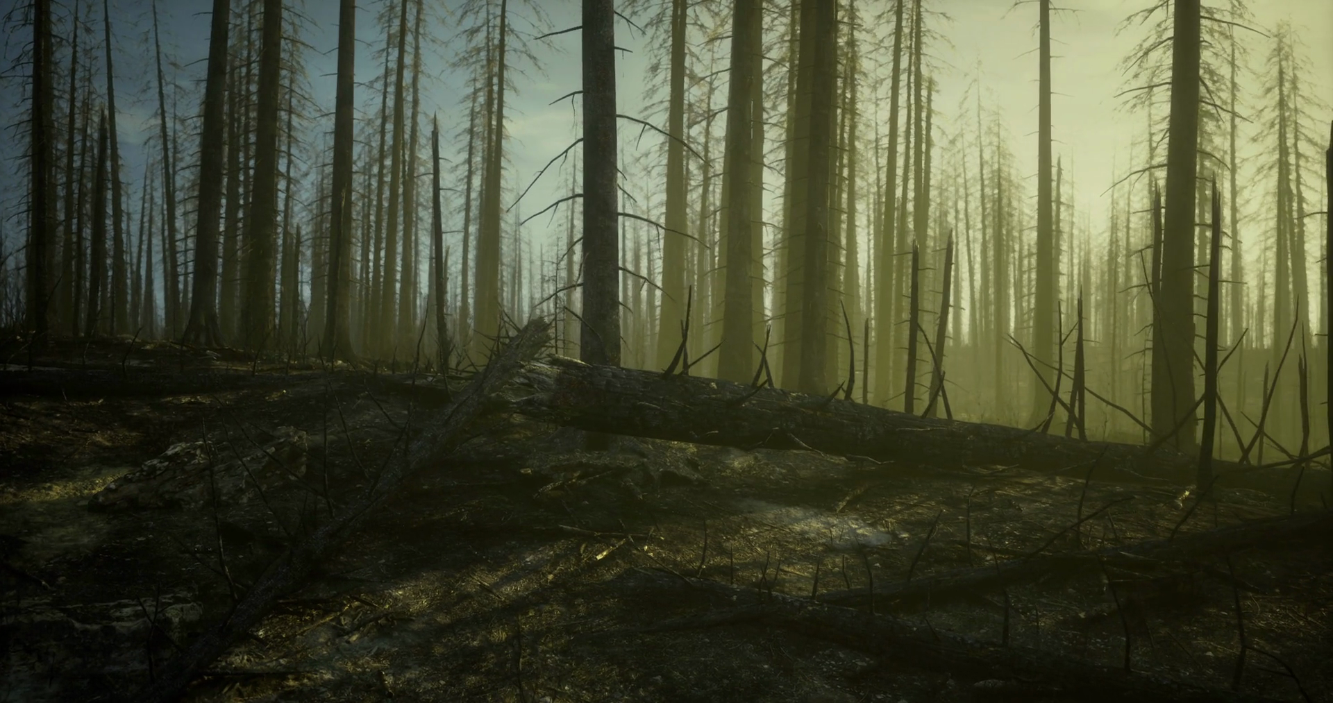 Forest Recovery Wildfire In Misty Morning Stock Motion Graphics SBV ...